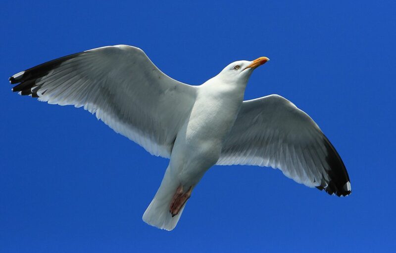 XBird Radar® - Biodiv-Wind